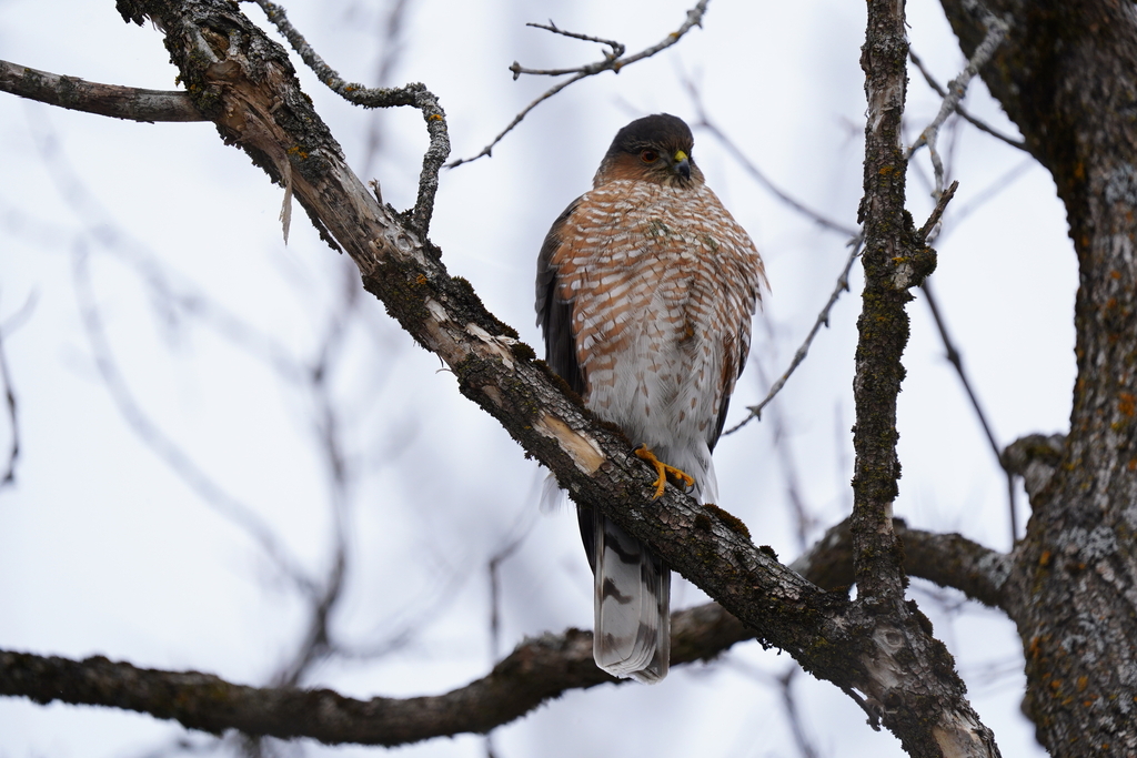 Sharp-shinned Hawk from Ottawa Riv Pathway, Ottawa, ON K2B 5X1, Canada ...