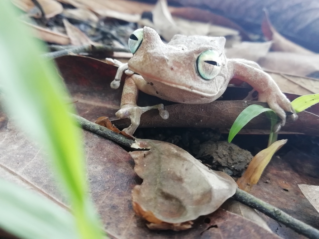 Banana Tree Dwelling Frog from Cl. 37 #16-3, Bucaramanga ...