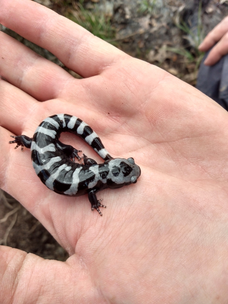 Marbled Salamander from Dennis Mills, LA 70726, USA on February 5, 2023 ...