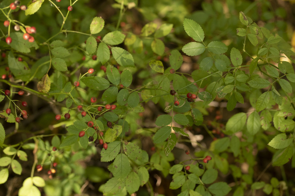 multiflora rose from Kalamazoo County, MI, USA on October 18, 2021 at ...