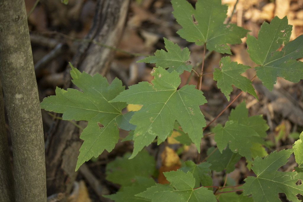 maples from Kalamazoo County, MI, USA on October 18, 2021 at 04:35 PM ...