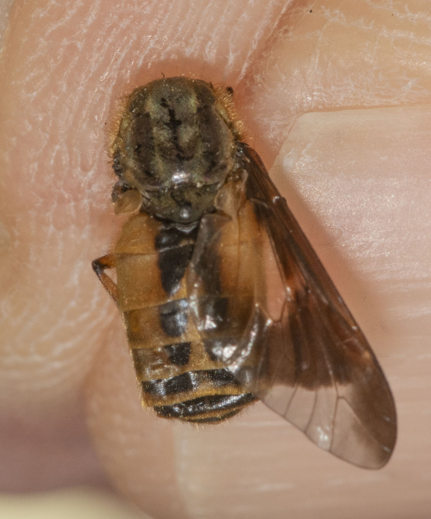 Striated Deer Fly in June 2022 by Owen Ridgen · iNaturalist