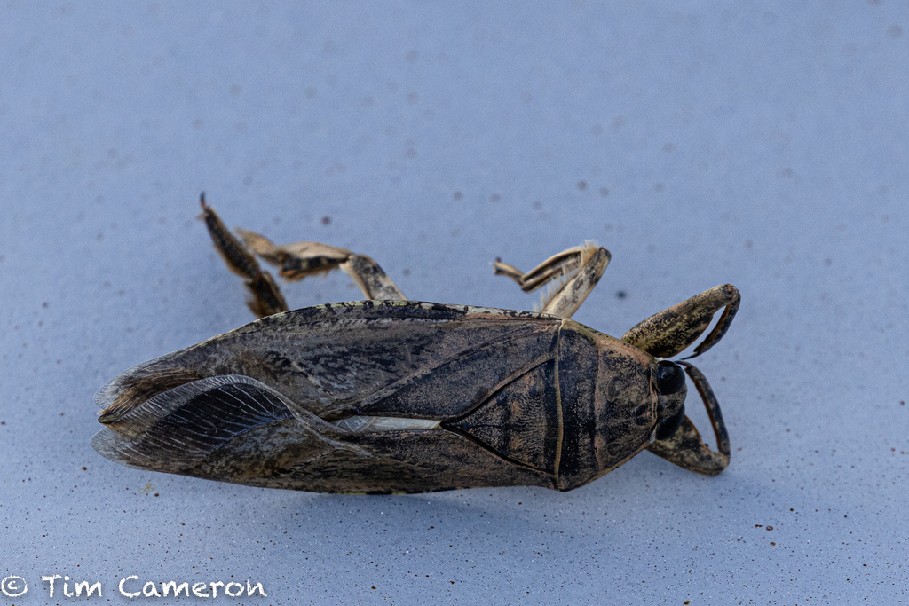 Lethocerus from West, SG on June 24, 2022 at 07:42 AM by Tim Cameron ...