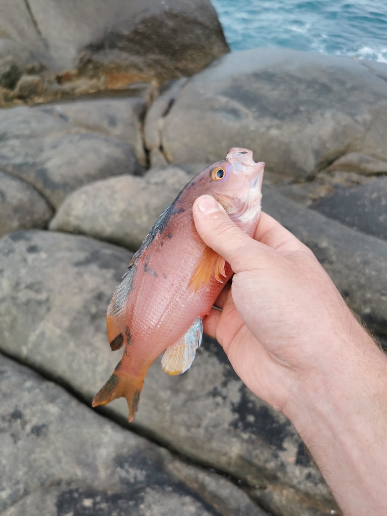 Barber Perch in February 2023 by Stuart Mitten · iNaturalist
