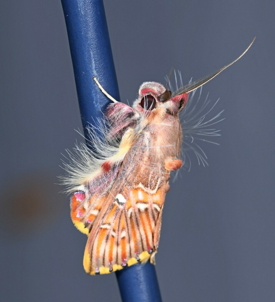 Walker's Moth from Barro Colorado Island Research Station (Smithsonian ...