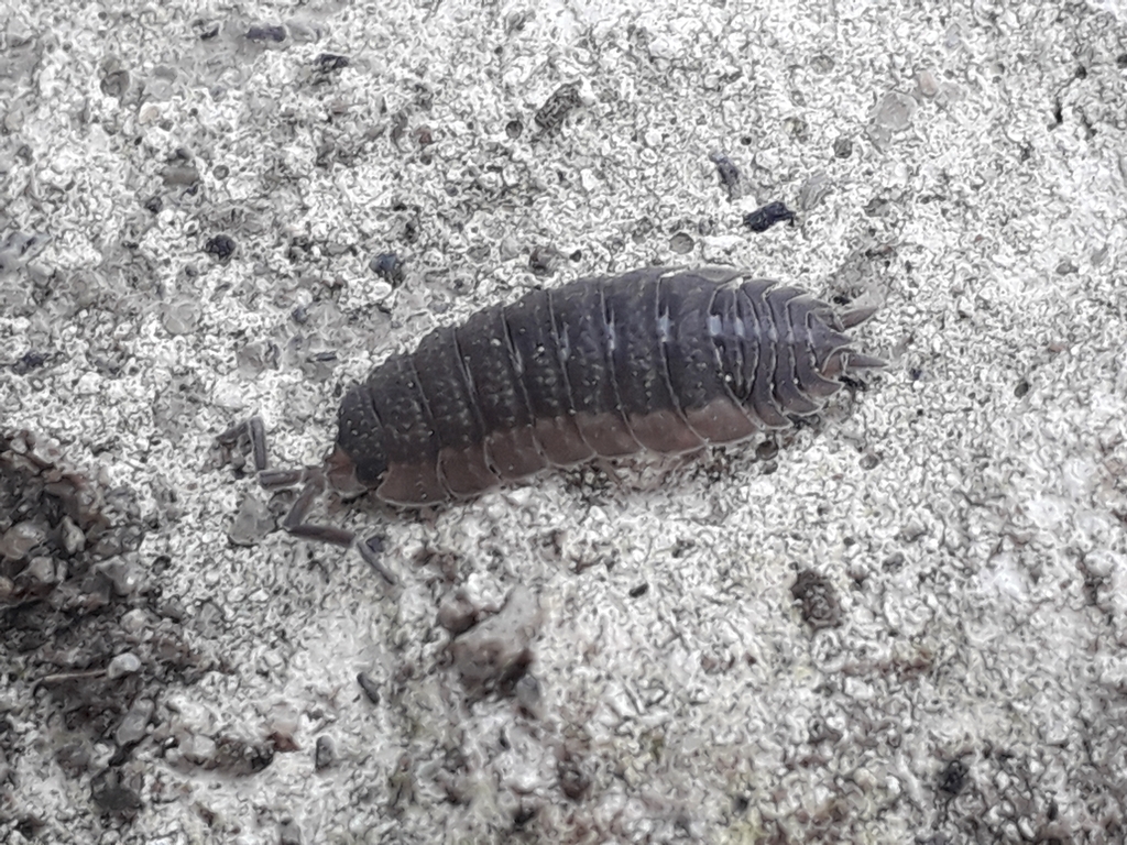 Common Rough Woodlouse from Quito 170120, Ecuador on February 05, 2023 ...