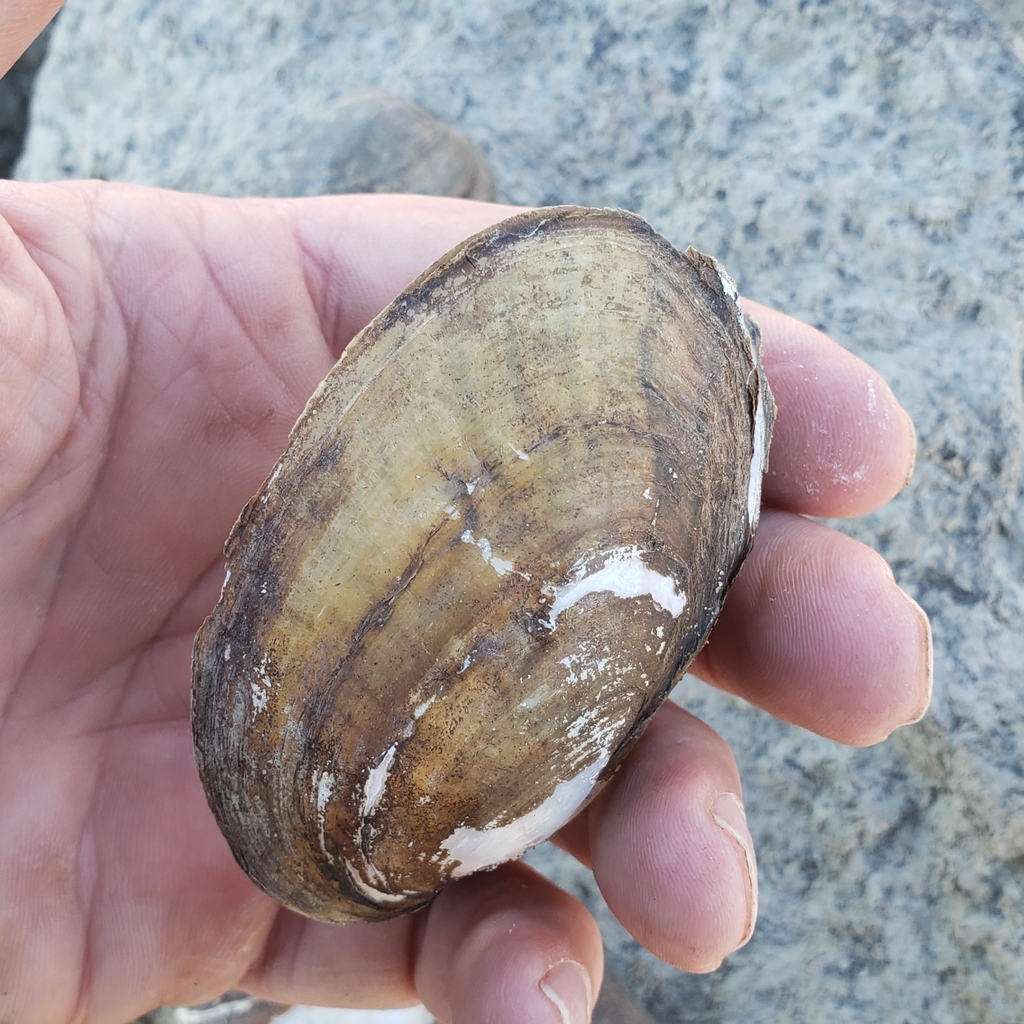 Fragile Papershell from Thebes, IL 62990, USA on February 05, 2023 at ...