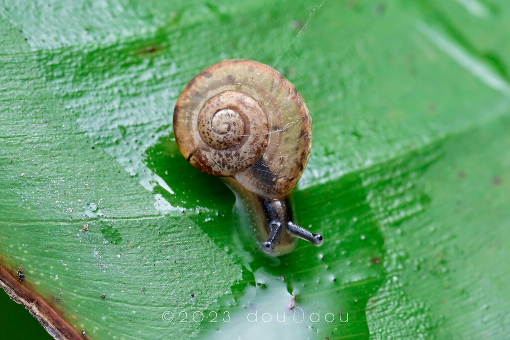 Camaenidae from 中国海南省琼中黎族苗族自治县百花岭 on January 15, 2023 at 08:23 PM by 豆豆 · iNaturalist