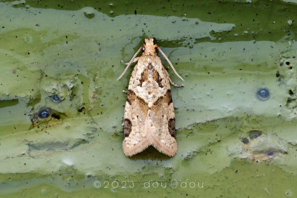 Diplocalyptis from 中国海南省琼中黎族苗族自治县百花岭 on January 15, 2023 at 10:00 PM by ...