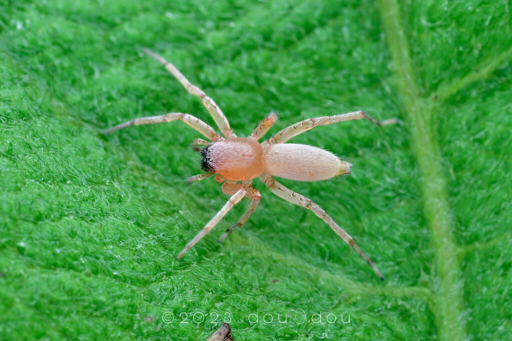 Leafcurling Sac Spiders from 中国海南省琼中黎族苗族自治县百花岭 on January 15, 2023 at ...