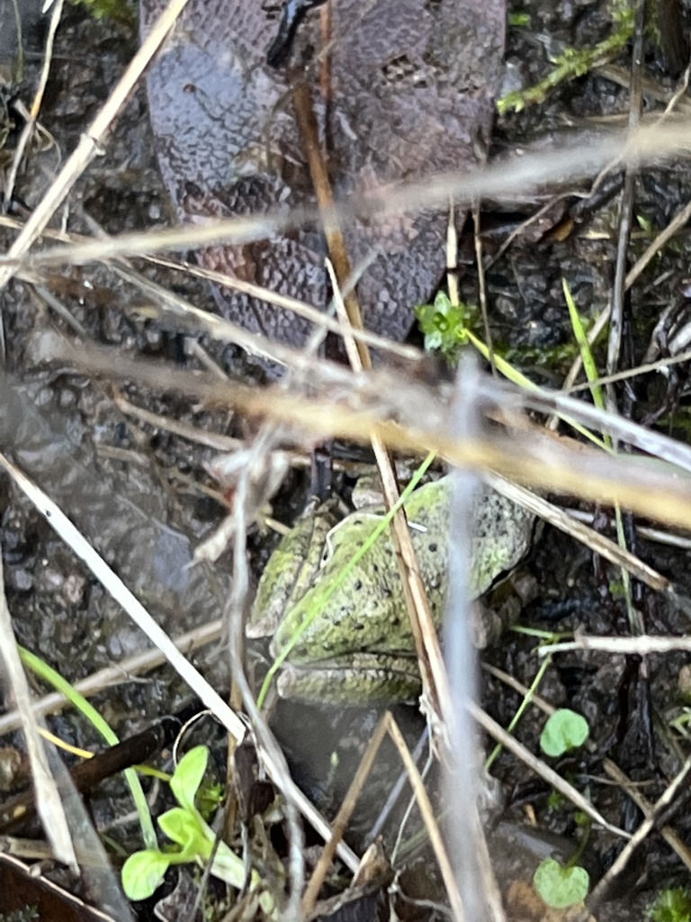 Sierran Tree Frog from West, Novato, CA, US on February 05, 2023 at 02: ...