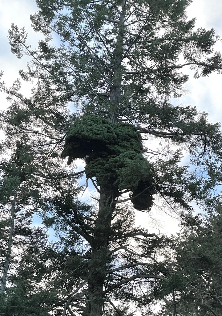 spruce witch's broom rust from Rathtrevor Beach Provincial Park ...