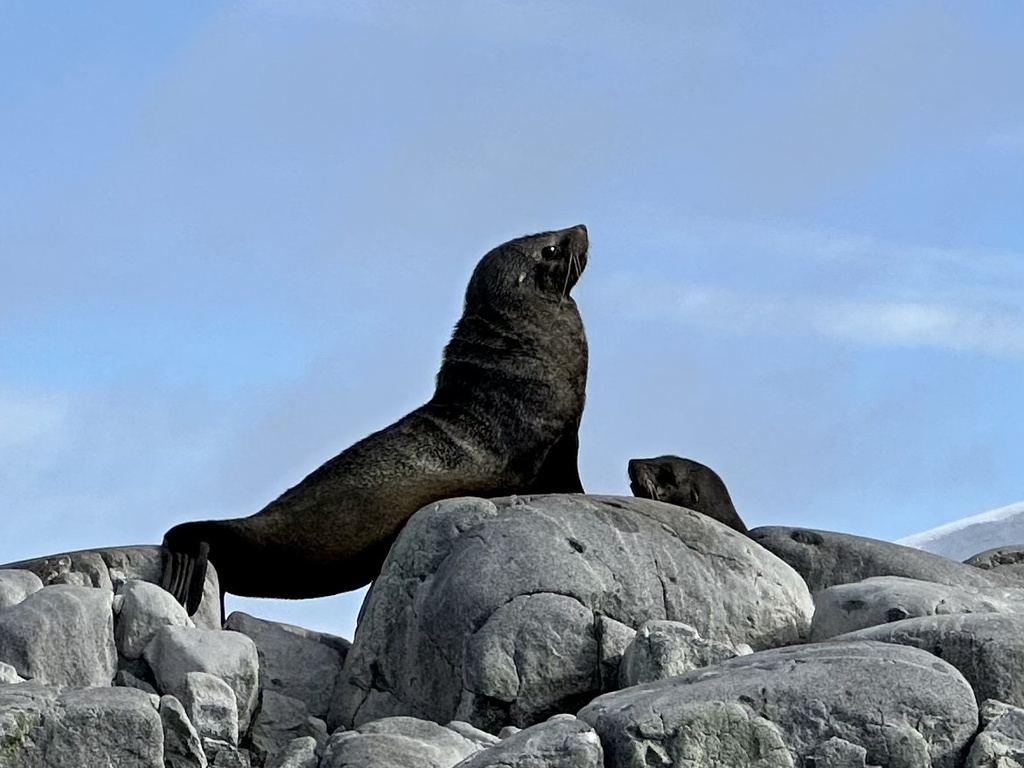 Antarctic Fur Seal from Tierra del Fuego, Ushuaia, Tierra del Fuego, AR ...