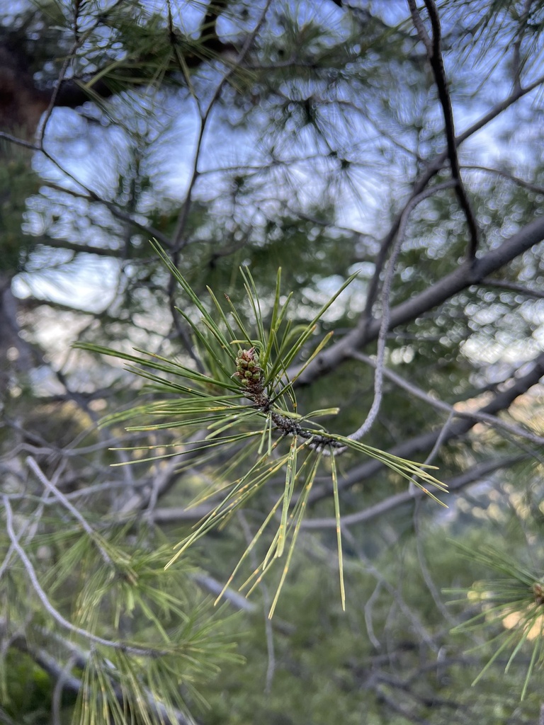 pines from Angeles National Forest, Altadena, CA, US on February 4 ...