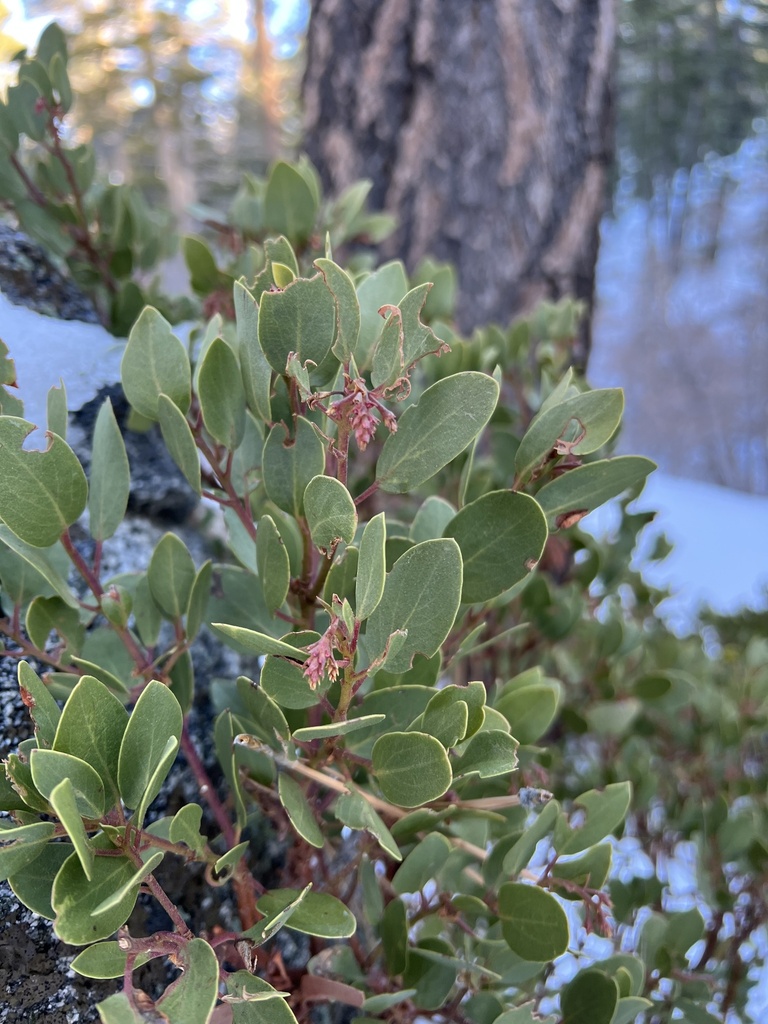 greenleaf manzanita from Mount San Jacinto State Park And Wilderness ...