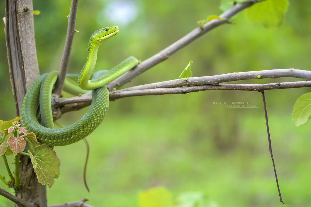 Eastern Green Mamba in January 2023 by Matthieu Berroneau. East African ...