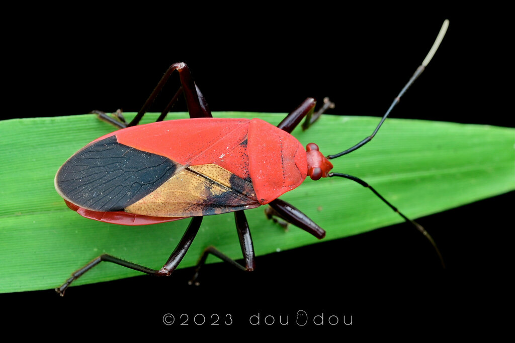 Antilochus nigripes from 中国海南省昌江黎族自治县保梅岭 on January 14, 2023 at 07:46 ...