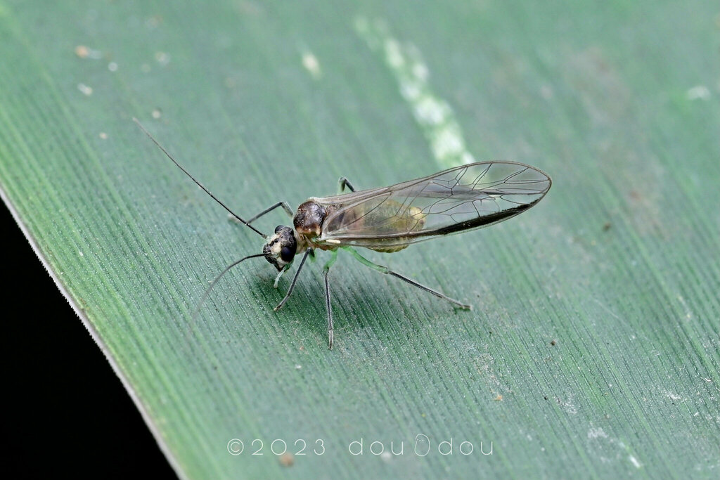 Stenopsocus from 中国海南省昌江黎族自治县保梅岭 on January 14, 2023 at 08:16 PM by 豆豆 ...