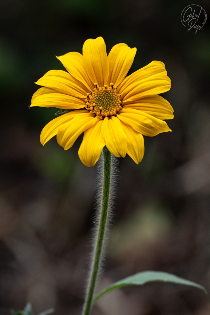 Gigantón desde Jutiapa, Guatemala el 11 de enero de 2023 a las 12:25 PM ...