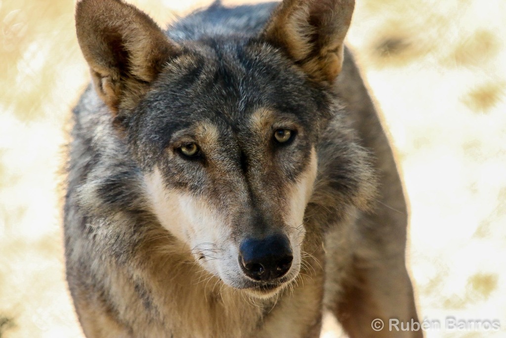 Gray Wolf in June 2017 by rubenbc · iNaturalist