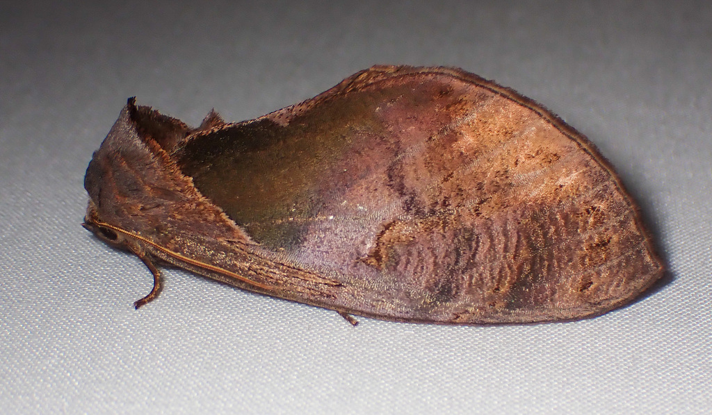 Crinodes from Nangaritza Canton, Ecuador on January 21, 2023 at 09:24 ...