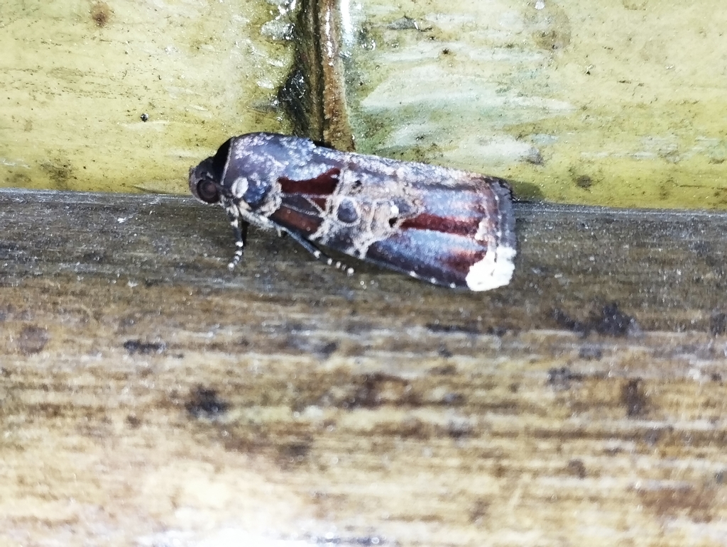 Callyna from Nainital on June 19, 2022 at 11:25 PM by Mrunali Raut ...