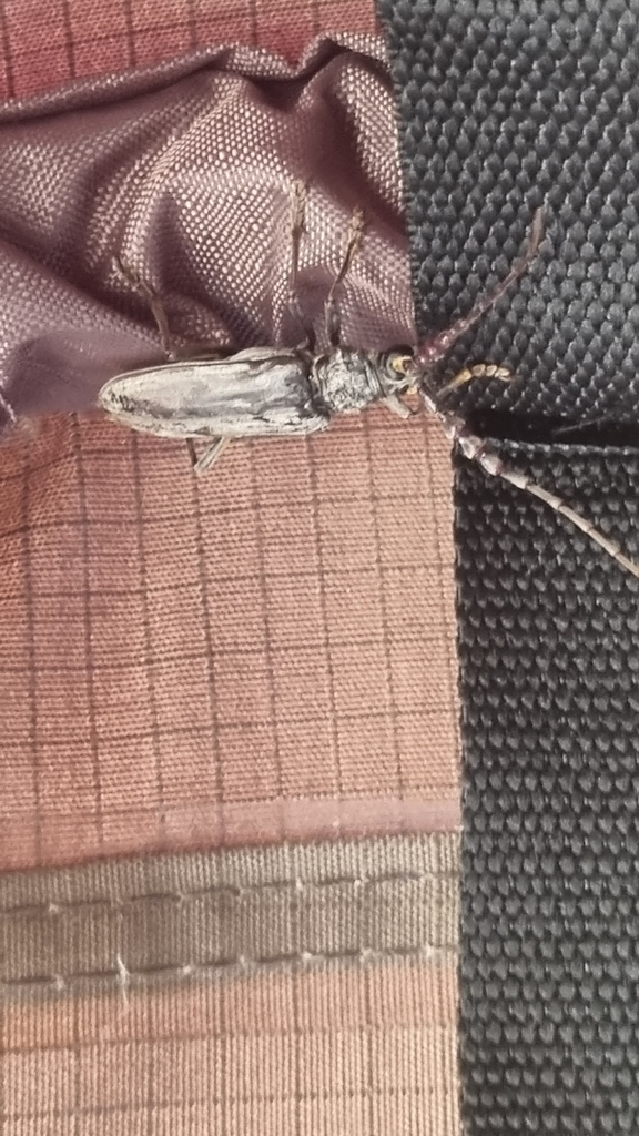 Pachydissus from Kurrajong (Cape Range) campground on February 4, 2023 ...
