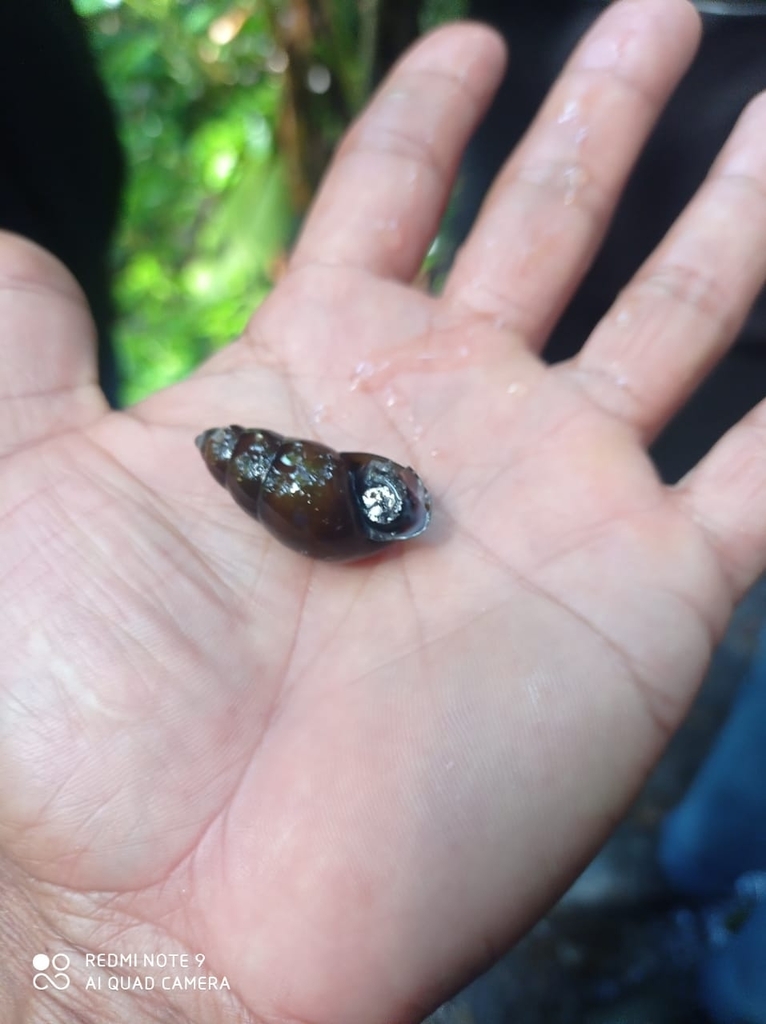 Jute Snails from 95879 Ver., México on January 28, 2023 at 12:44 PM by ...