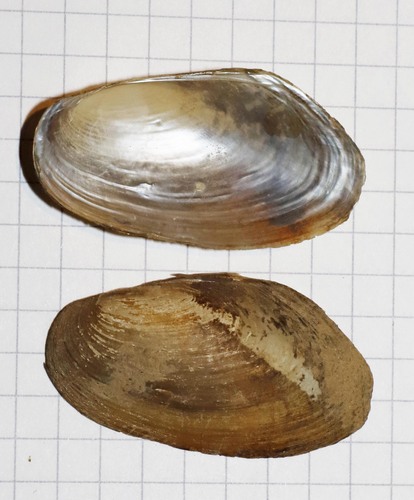 Lamellidens marginalis · iNaturalist