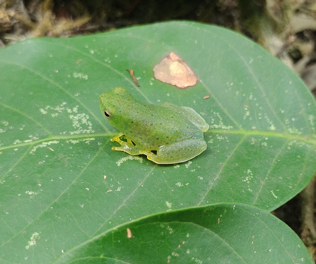 Rio Hatchet-faced Tree Frog from Duque de Caxias - State of Rio de ...