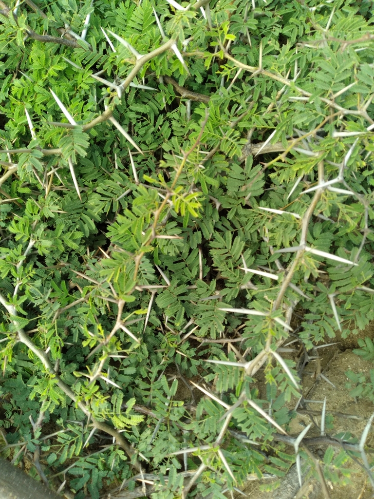 thorn trees from Aruba on December 8, 2022 at 12:45 PM by Deb Hansen ...