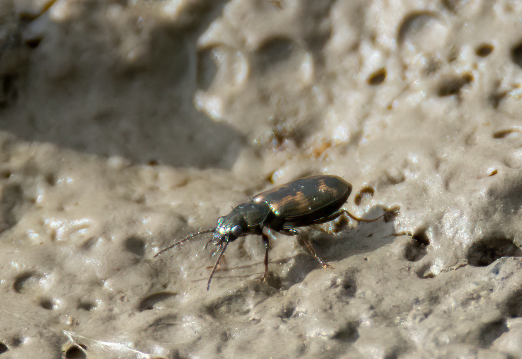 Notaphus from Riverside County, CA, USA on February 05, 2023 at 10:20 ...