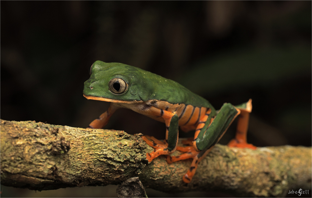 Barred Monkey Frog in January 2023 by Jake Scott · iNaturalist