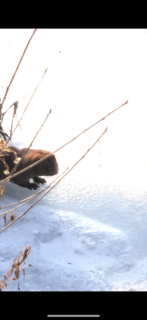 American Mink from Puslinch Lake, Puslinch, ON, CA on February 6, 2023 ...