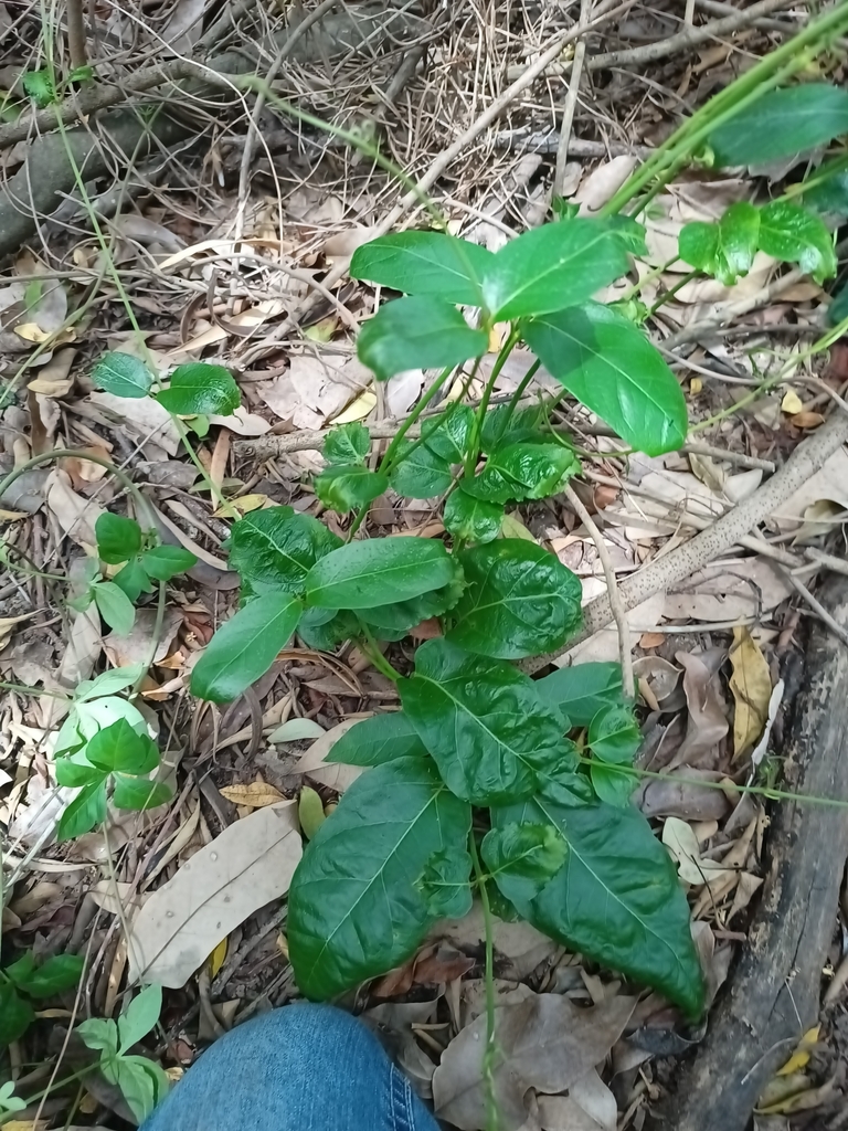 Something from Eagleby QLD 4207, Australia on February 07, 2023 at 12: ...