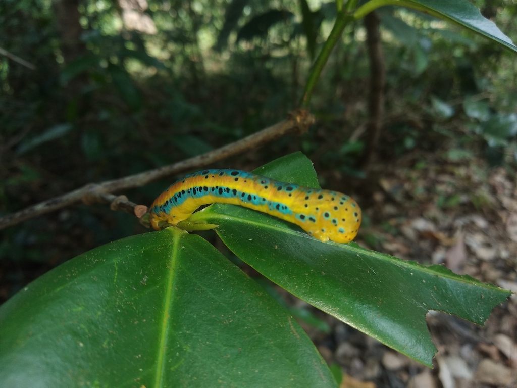 Blue Tiger Moth from Bekkanjaddi on November 27, 2021 at 12:37 PM by ...