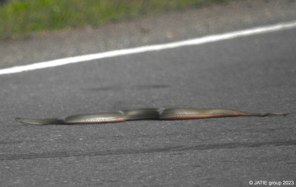 Split Keelback from Mannar, Sri Lanka on February 4, 2023 at 03:41 PM ...