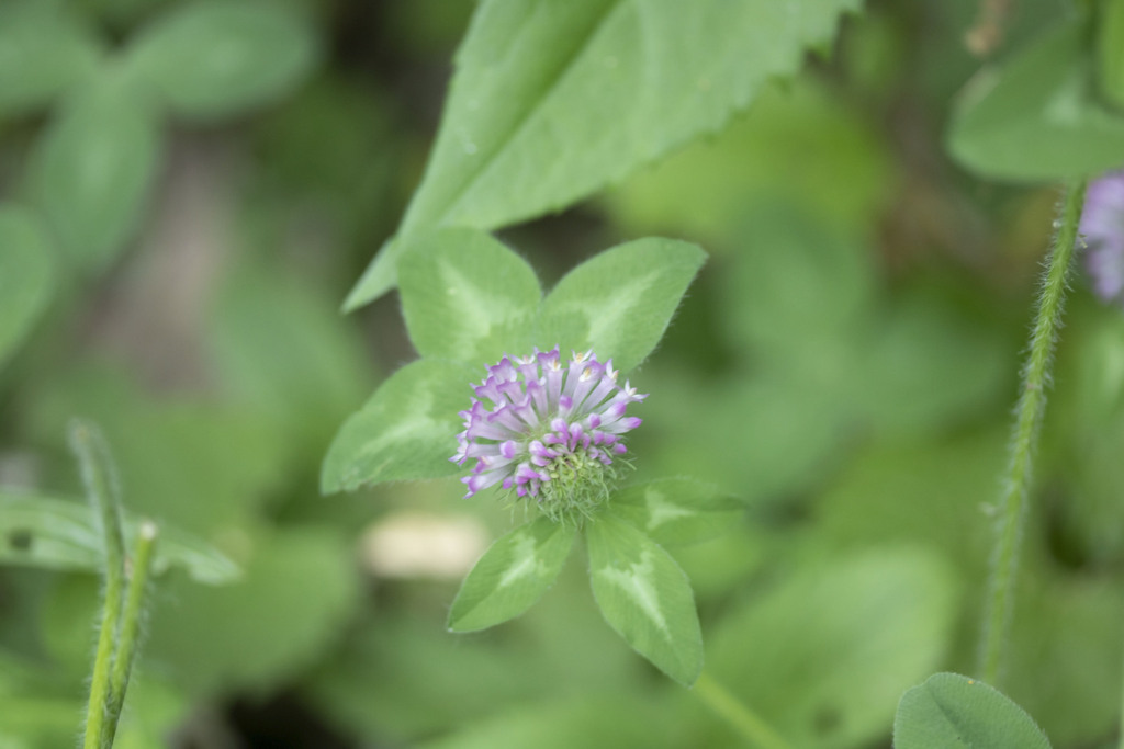 Red Clover from Kalamazoo County, MI, USA on June 12, 2022 at 07:39 AM ...