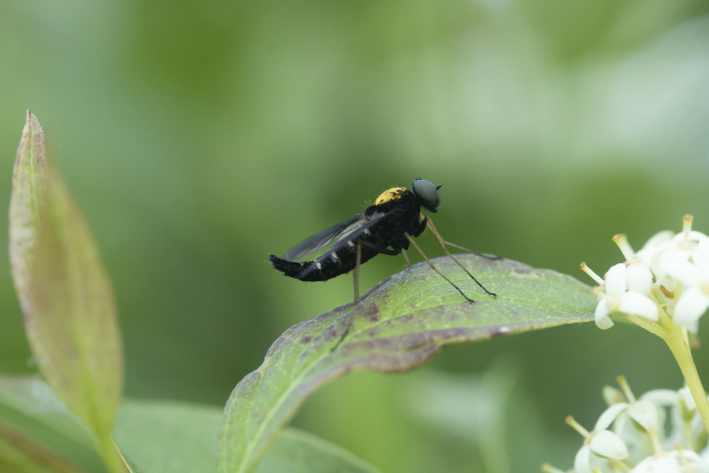 Golden-backed Snipe Fly from Kalamazoo County, MI, USA on June 12, 2022 ...