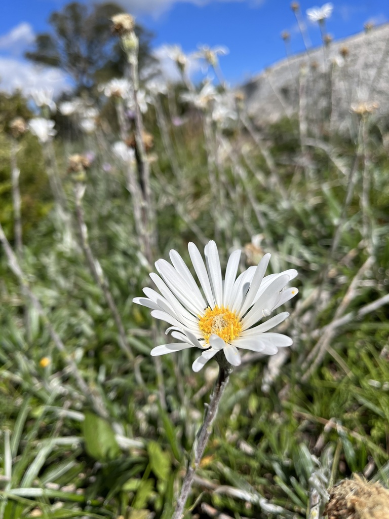 herbfield Celmisia from Orys Trail Ski Run, Falls Creek, VIC, AU on ...