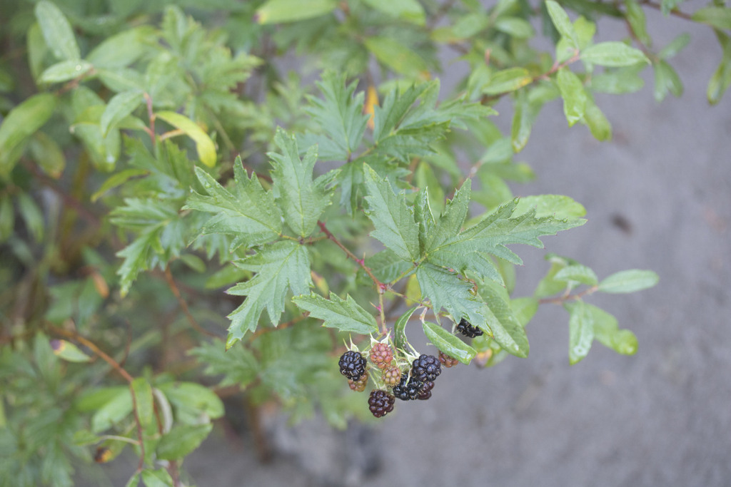 Cutleaf Blackberry from Multnomah County, OR, USA on September 18, 2022 ...