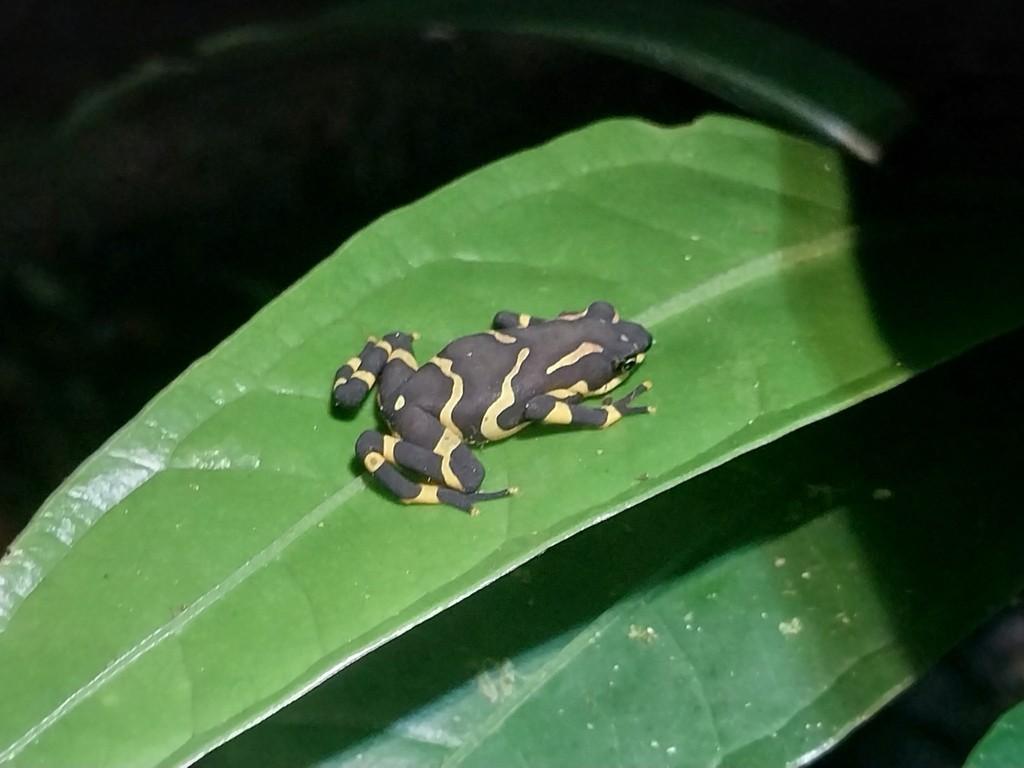 Variable Harlequin Frog in February 2023 by Marcel Esquivel · iNaturalist