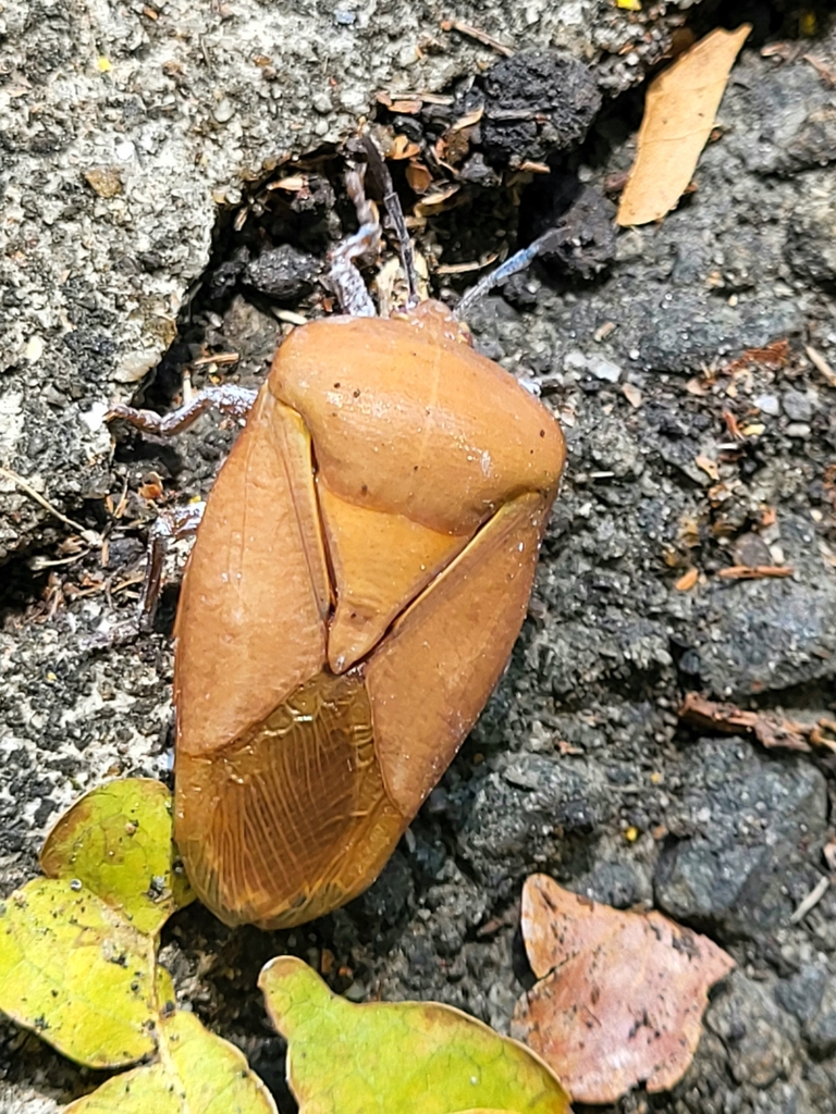 Lychee Stink Bug from Machine Shop, South District, Taichung City ...