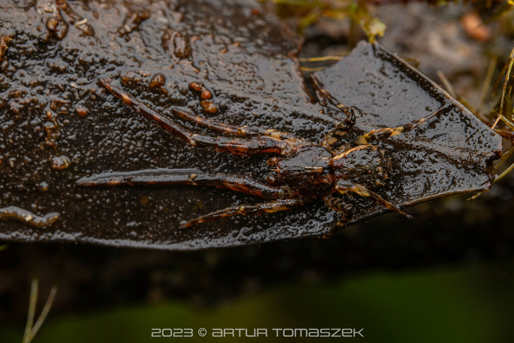 Litter Crab Spider in January 2023 by Artur Tomaszek · iNaturalist