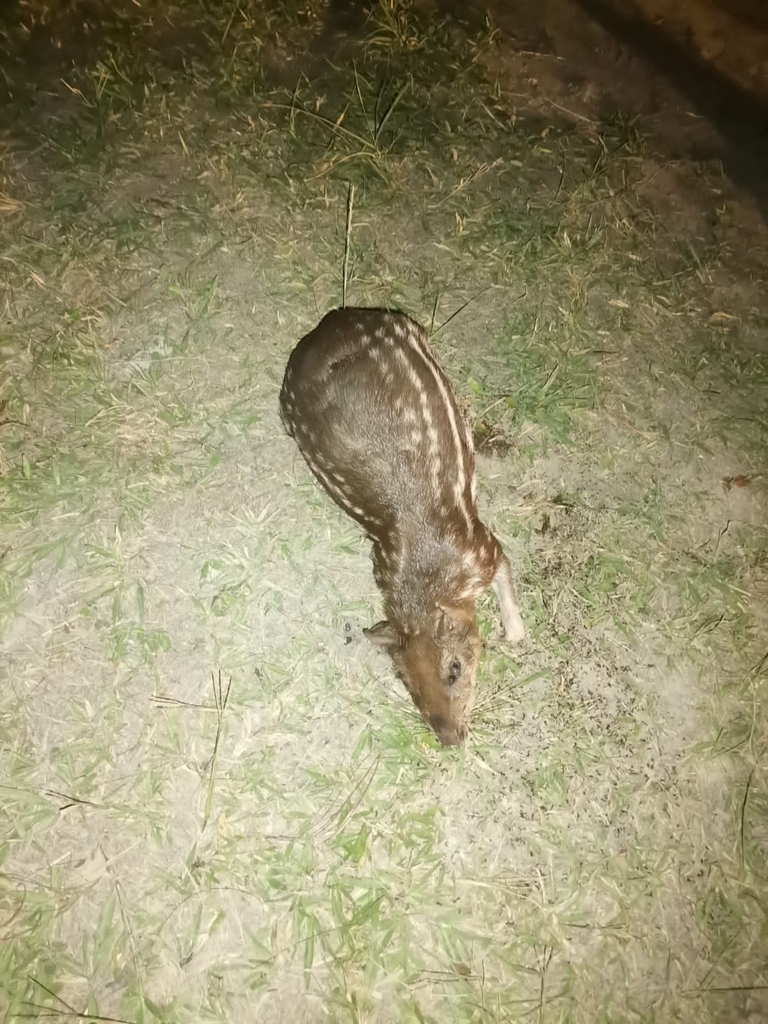 Spotted Paca in January 2023 by Magali · iNaturalist