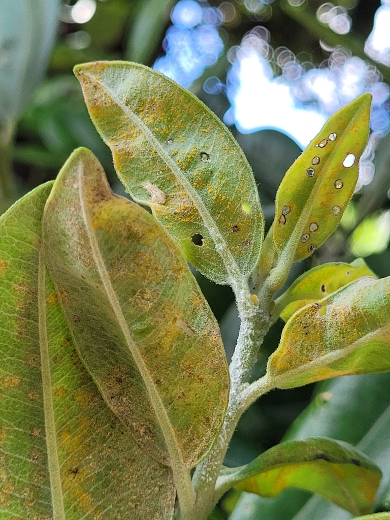 Myrtle Rust from 0991, New Zealand on February 07, 2023 at 11:52 AM by ...