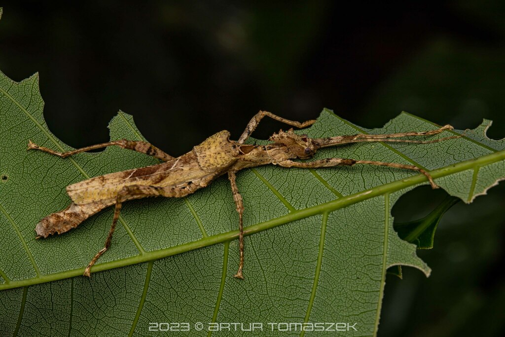 Paraloxopsis korystes in January 2023 by Artur Tomaszek · iNaturalist