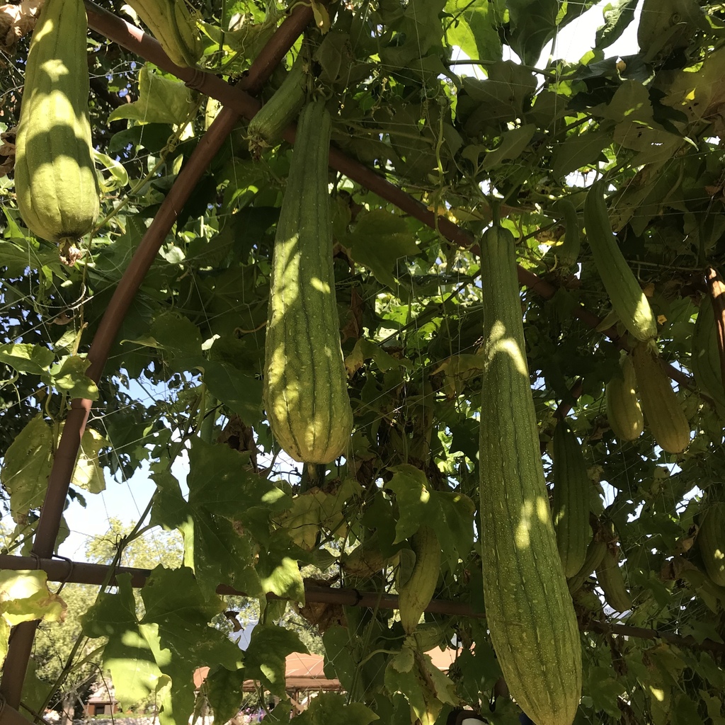 cuachilote from 읍내리 22, 서산시, 충청남도, KR on September 25, 2018 at 02:29 PM ...