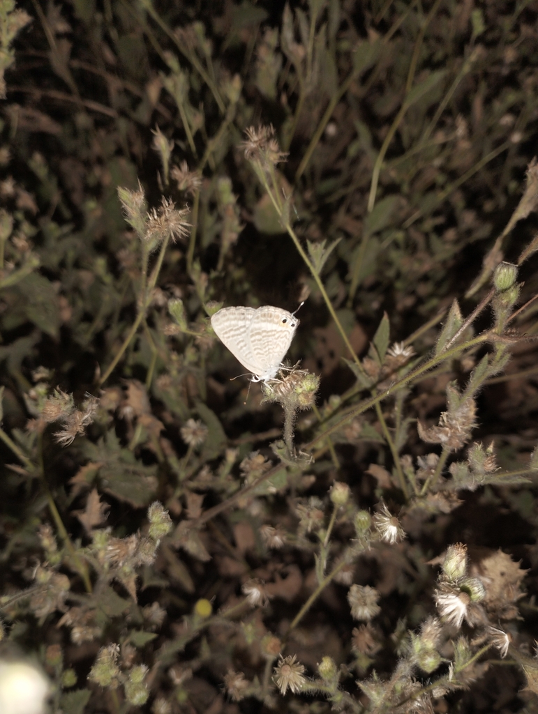 Pea Blue from Matheran on March 24, 2022 at 09:36 PM by Mrunali Raut ...