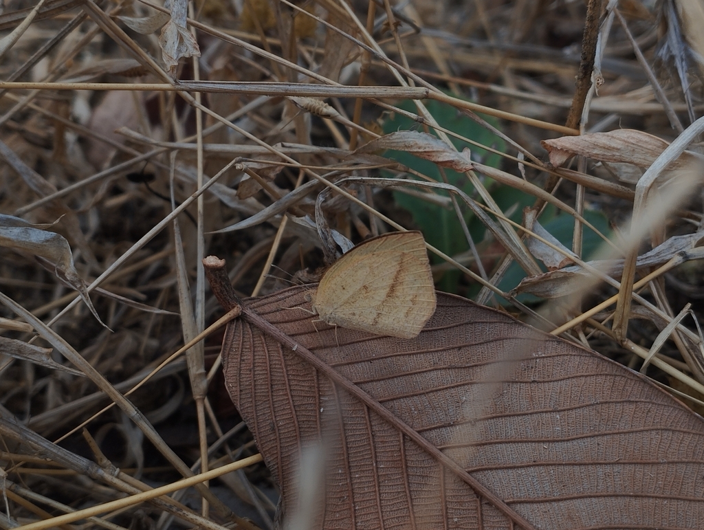 Spotless Grass Yellow from Lonavala on May 21, 2022 at 05:33 PM by ...